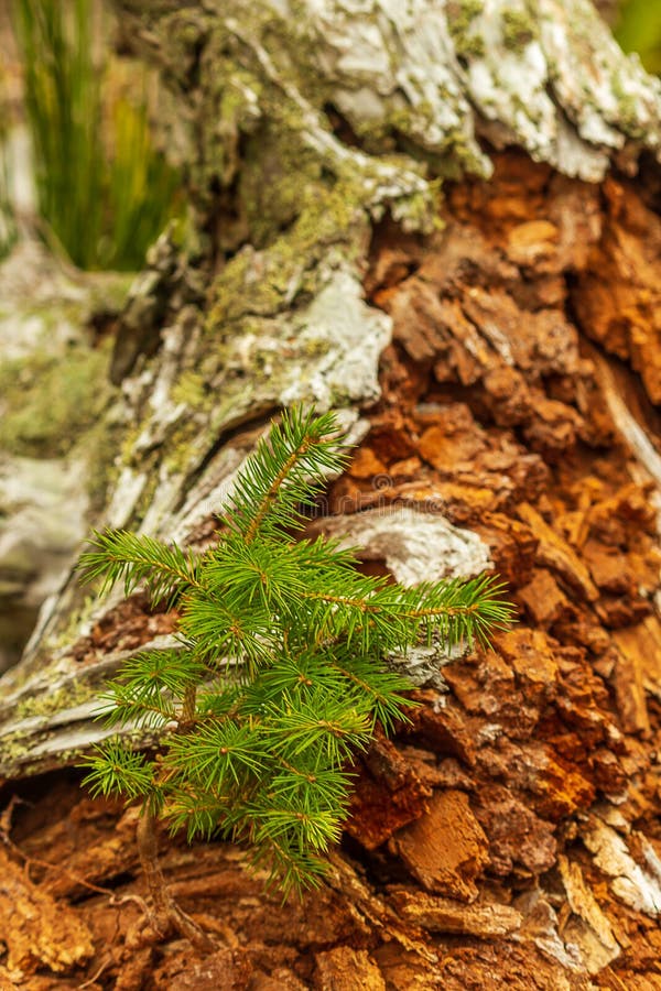 Pine Sapling Growing Out of an Old Dead Log Stock Image - Image of ...