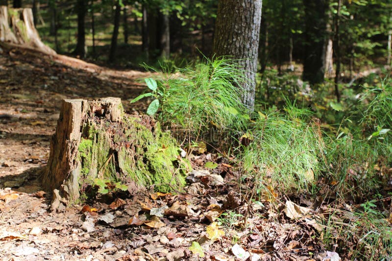 Pine Tree Saplings Growing on the Forest Floor of Umstead State Park ...