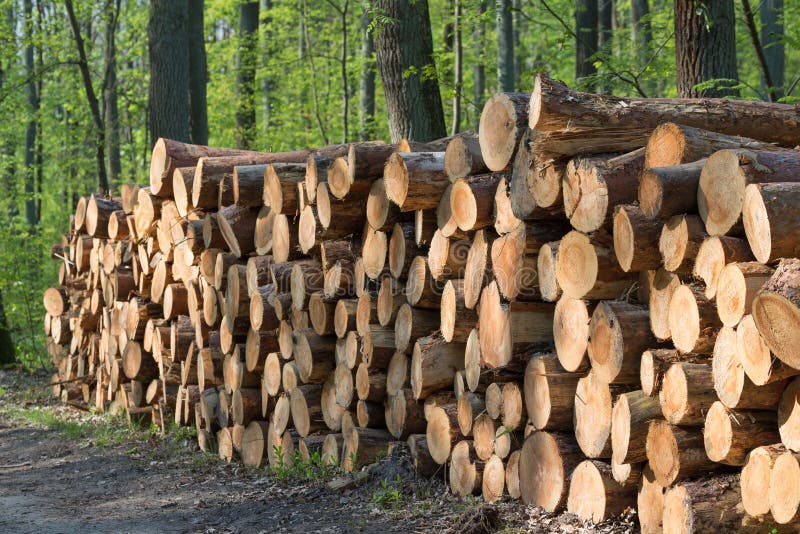 Pine Tree Sawn Logs in Forest Stock Image - Image of ecology, natural ...