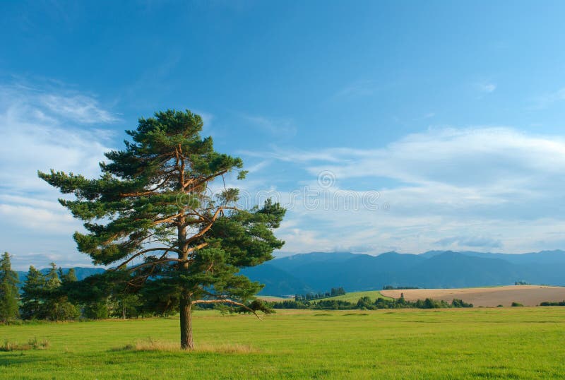 Pine tree scenery stock image. Image of outdoor, outdoors - 6456219