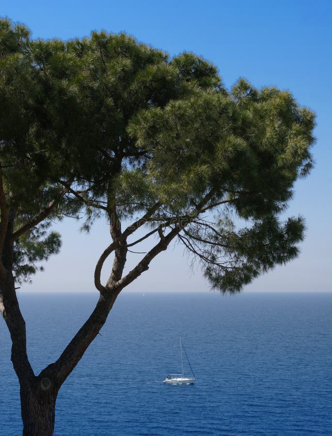 Pine tree and sea stock photo. Image of coast, europe - 2378898
