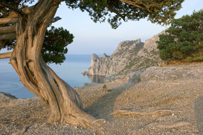 Pine tree on sea coast stock photo. Image of nature, foreground - 13892298