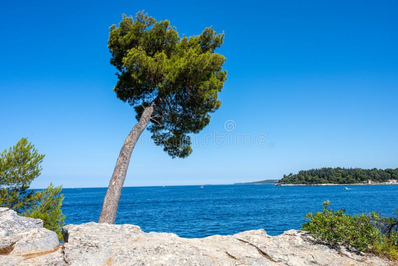Pine tree by the sea stock image. Image of summer, beach - 192892969