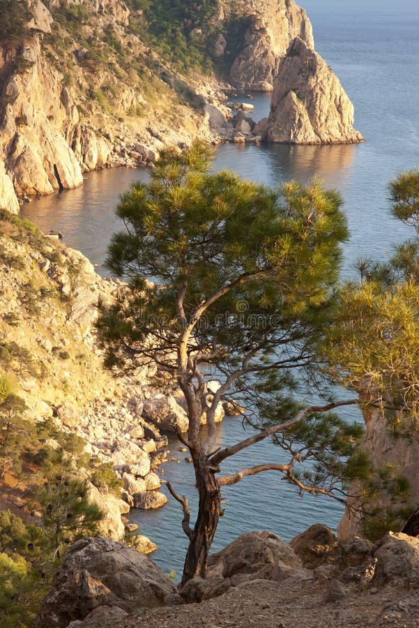 Pine tree on the seaside stock image. Image of reserve - 23399815