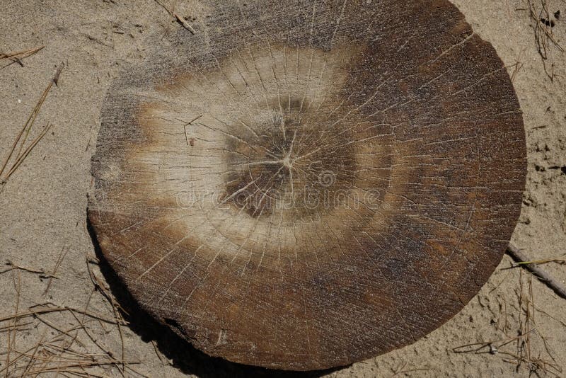 Pine tree section stock photo. Image of trees, lumber - 99769776