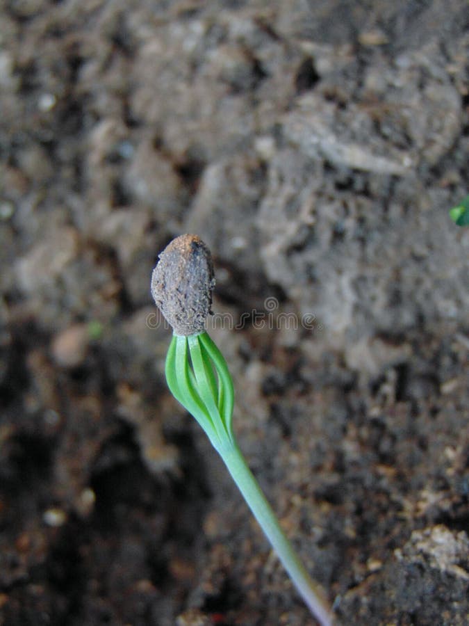 Pine tree seed germination stock image. Image of branch - 270986605