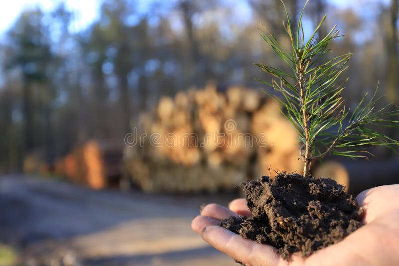 Pine Tree Seedling in Hand, Concept of the New Forest Stock Photo ...