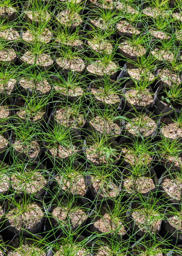 Pine tree seedlings stock image. Image of natural, park - 67883299