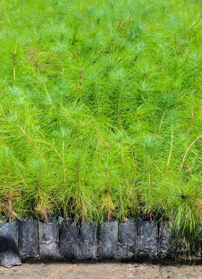 How To Start Pine Tree From Seedling
