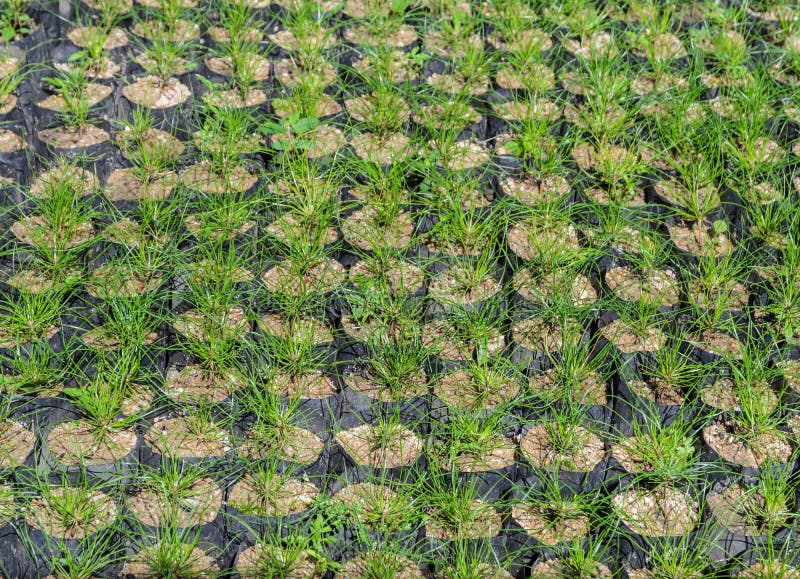 Pine tree seedlings stock photo. Image of foliage, botanical - 94154946