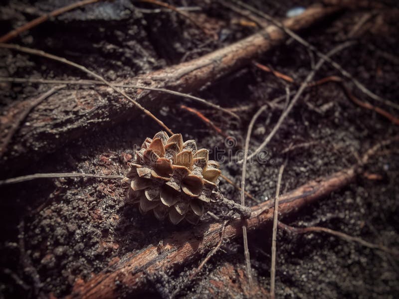 Pine Tree Seeds Fall on the Ground Stock Image - Image of ground, tree ...