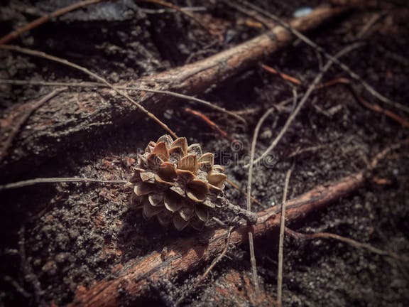 Pine Tree Seeds Fall on the Ground Stock Image - Image of ground, tree ...