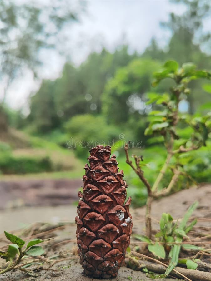 Pine Tree Seeds Falling from the Tree Stuck in the Ground Stock Photo ...