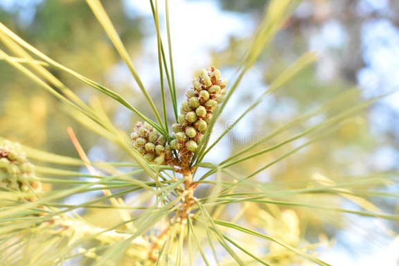 Pine tree seeds stock image. Image of pine, large, tree - 126528529