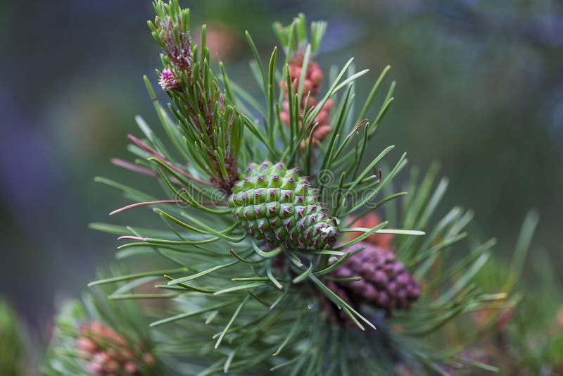 Pine Tree Seeds stock image. Image of green, brown, needles - 85535571