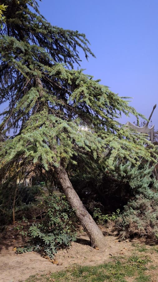 A Pine Tree that is Severely Bent and Falling. Stock Image - Image of ...