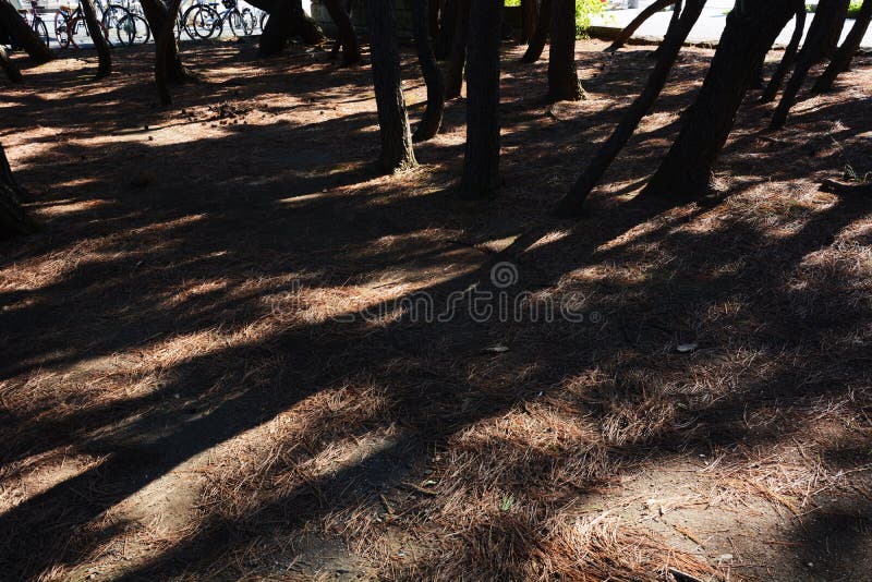 Pine tree shade stock image. Image of pine, environment - 124903943