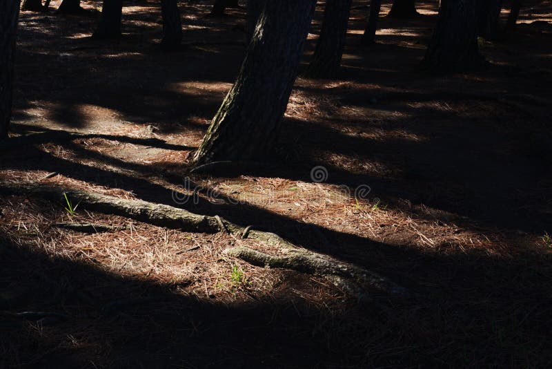 Pine tree shade stock photo. Image of natural, season - 124903922
