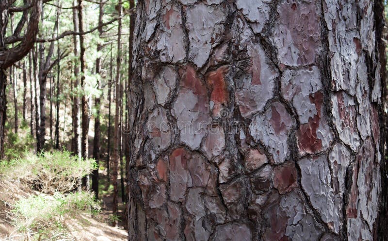 Pine Tree Shell from Canary Islands 2. Stock Image - Image of pinetree ...