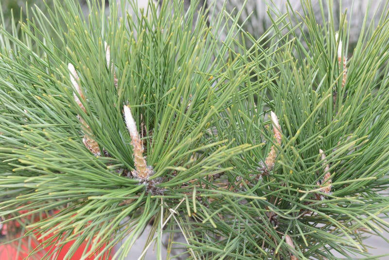Pine tree shoots stock photo. Image of japan, season - 139418988