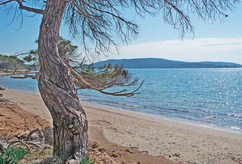 Pine tree by the shore stock photo. Image of skim, surf - 53262728