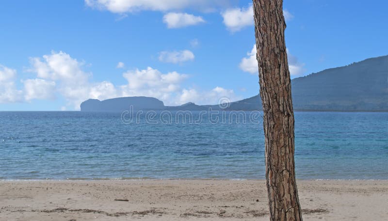Pine tree by the shore stock photo. Image of surf, beach - 51491838
