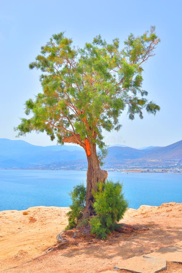 Pine Tree on the Shore of the Sea. Stock Photo - Image of holiday ...