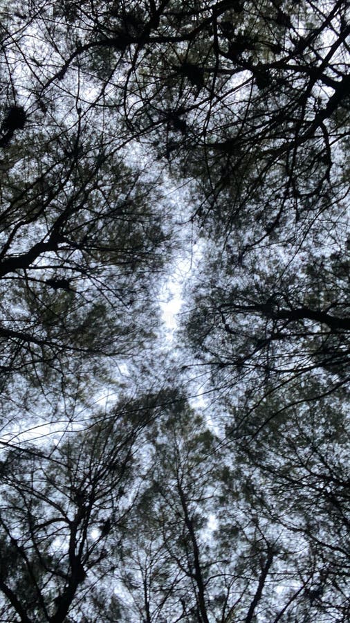 Pine Tree Shot from Lower Angle View Stock Photo - Image of tree, angle ...