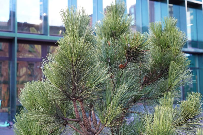 A Close View of a Pine Tree with Vibrant Green Needles in Front of a ...