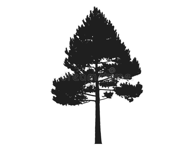 Pine Tree Silhouette. Flora and Nature Design Element. Conifer Vector ...
