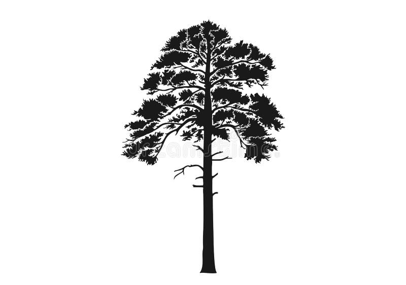 48+ Conifer tree silhouette Free Stock Photos - StockFreeImages