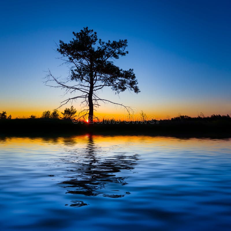 Pine Tree Silhouette Reflected in Calm Lake at the Twilight Stock Photo ...
