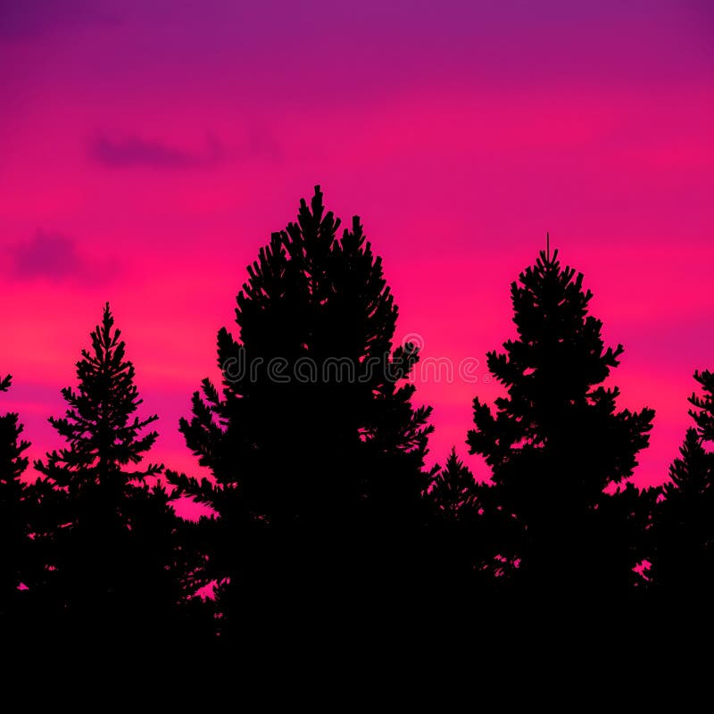 Pine Tree Silhouettes Against Pink Dawn Sky Stock Illustration ...