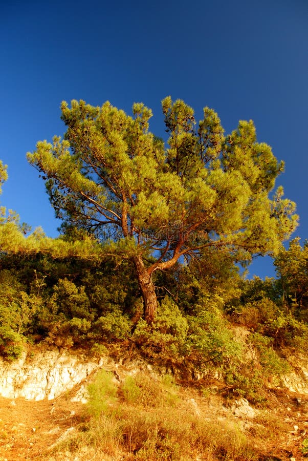 Pine tree stock photo. Image of leaf, alone, evergreen - 45680964