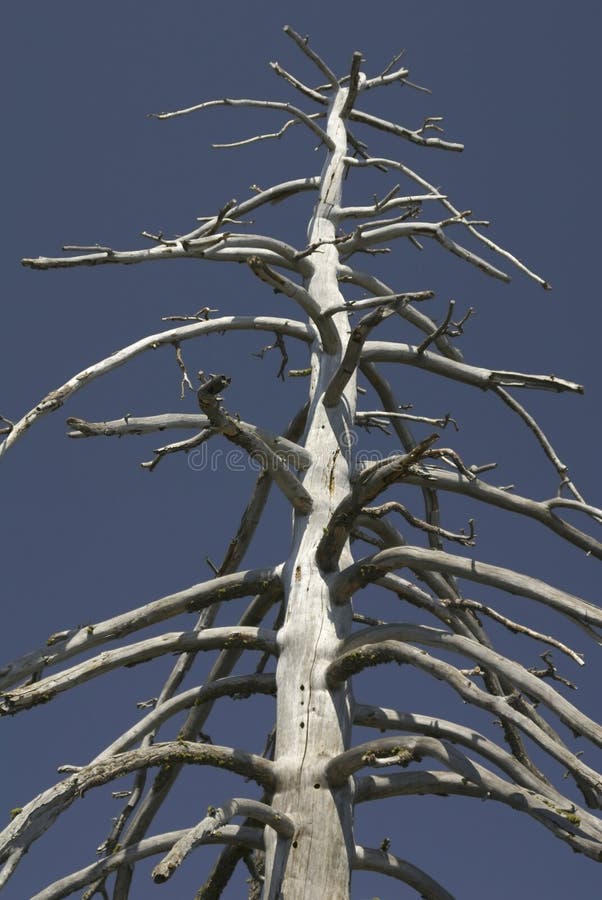153 Pine Tree Skeleton Stock Photos - Free & Royalty-Free Stock Photos ...