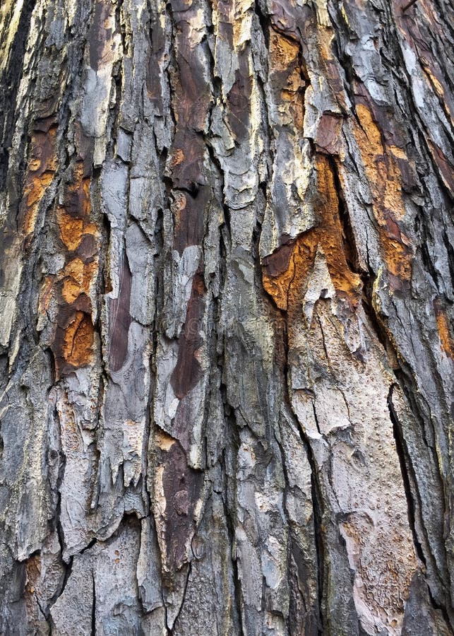 Pine Tree Skin Unique Texture Background Picture Stock Photo - Image of ...