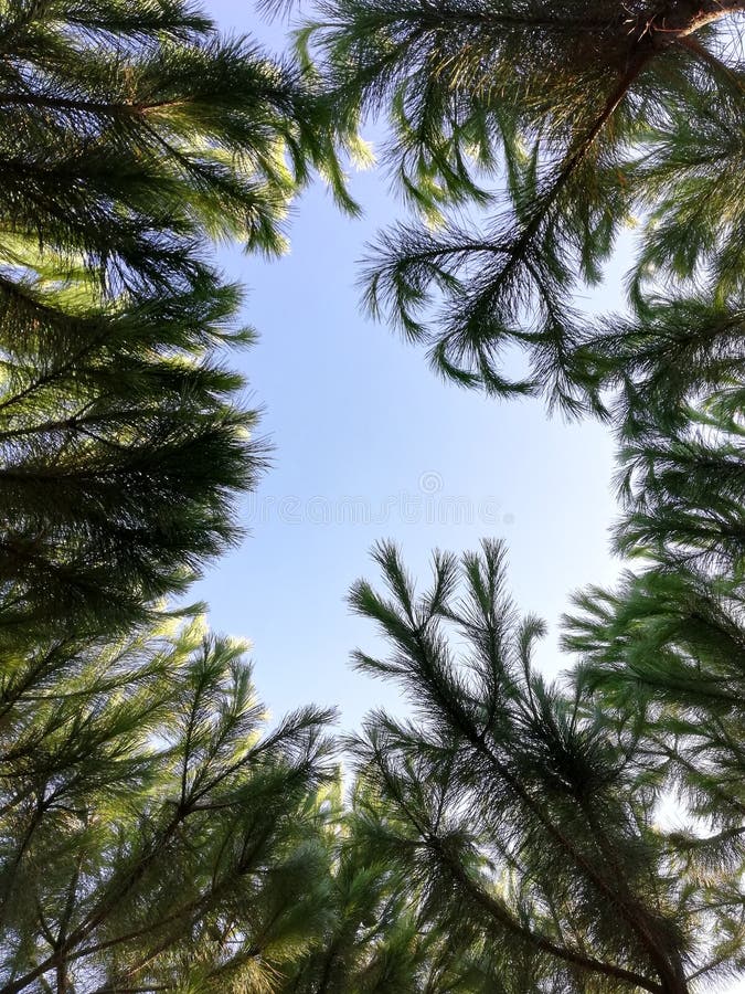 Pine tree and sky stock image. Image of pine, leaf, spring - 124171645