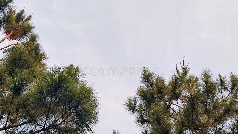 Pine Tree with Sky Background Stock Image - Image of design, park ...