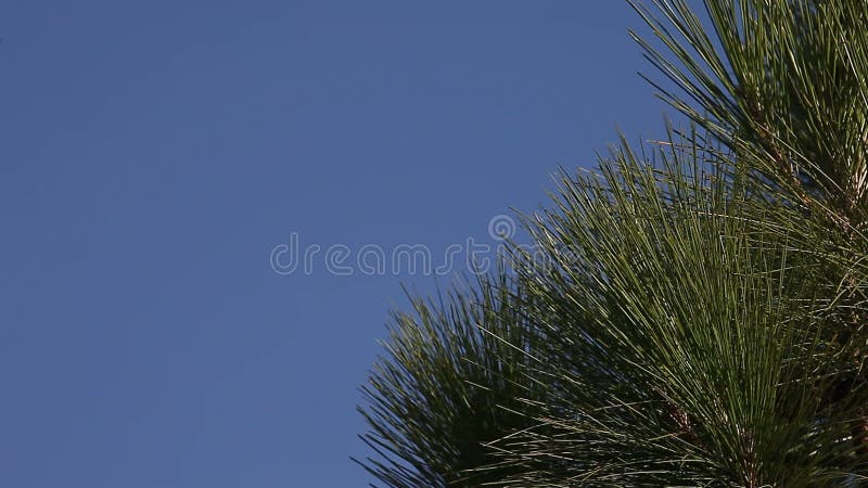 A Pine Tree Covered in Snow, with Branches Covered in White Snow. the ... A Pine Tree Covered in Snow, with Branches Covered in White Snow. the ...