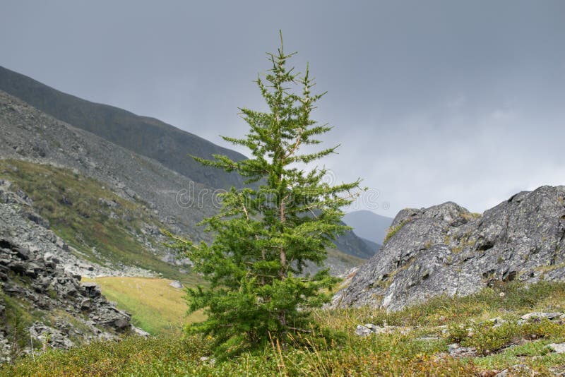Pine Tree and Sky before Thunderstorm in the Altai Mountains, Russia ...