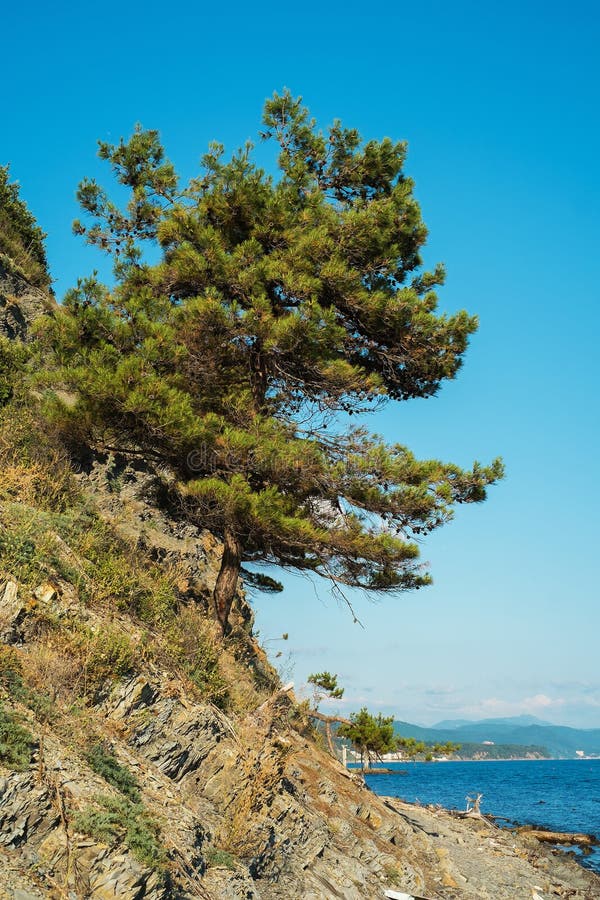 Pine Tree on the Slope of the Cliff Near the Black Sea Coast Stock ...