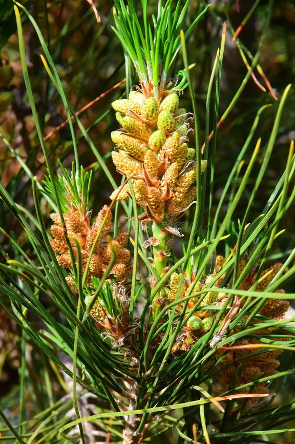 Pine tree with small cones stock photo. Image of neighborhood - 370820044