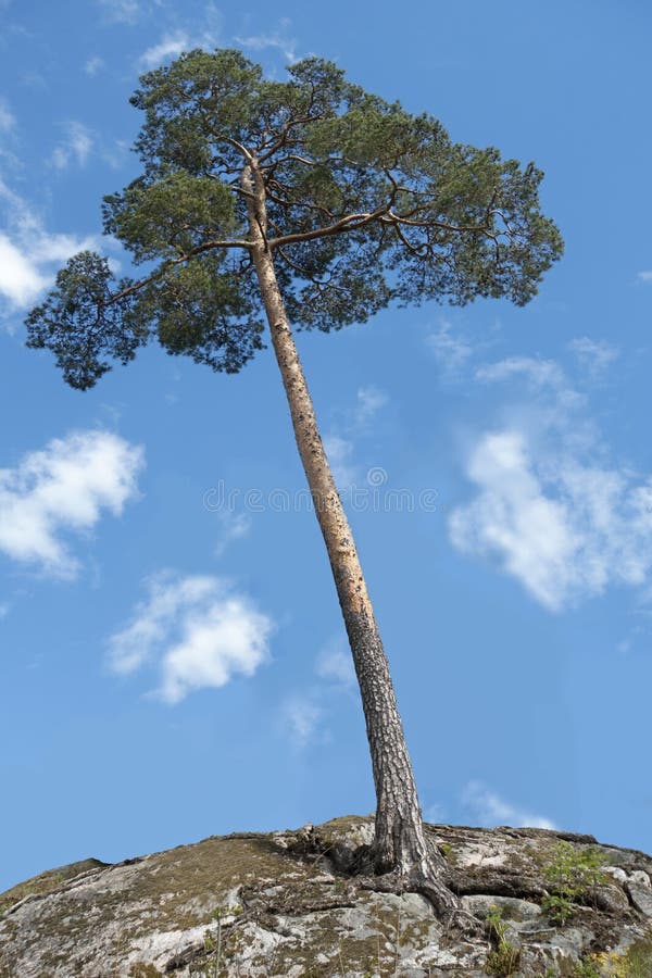 Oak Tree and Small Sapling stock photo. Image of ageing - 21816634