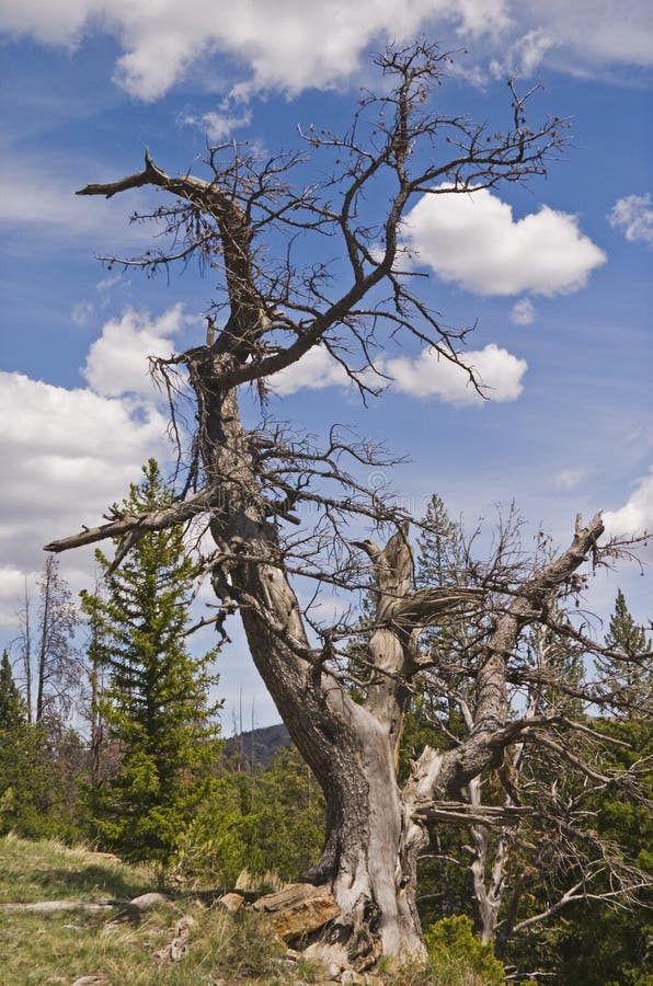 Pine tree snag stock photo. Image of landscape, american - 12765918