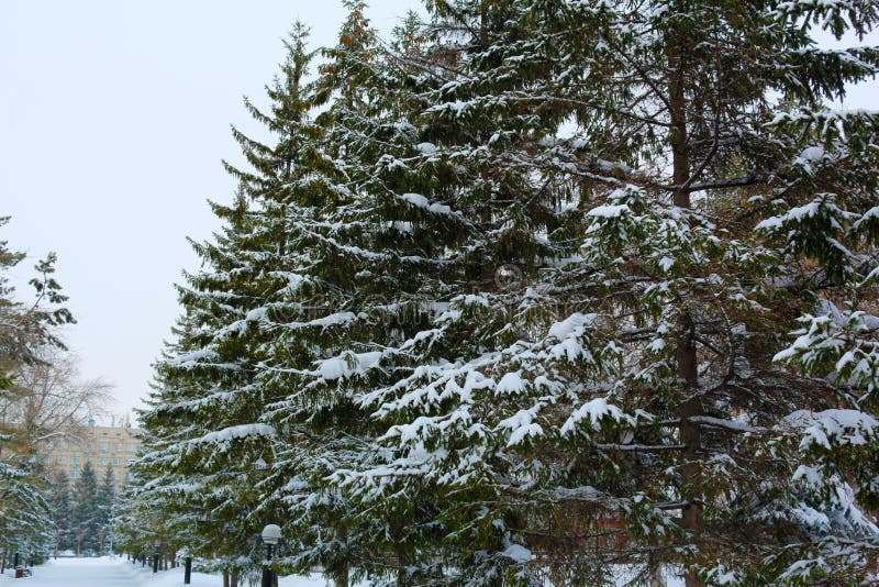 Pine Tree in Snow, Christmas Trees in the Snow, Winter Walk, Nature ...