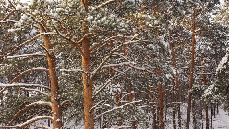 Pine Tree in Snow. Flying Along Beautiful Pine Tree Covered by Snow ...