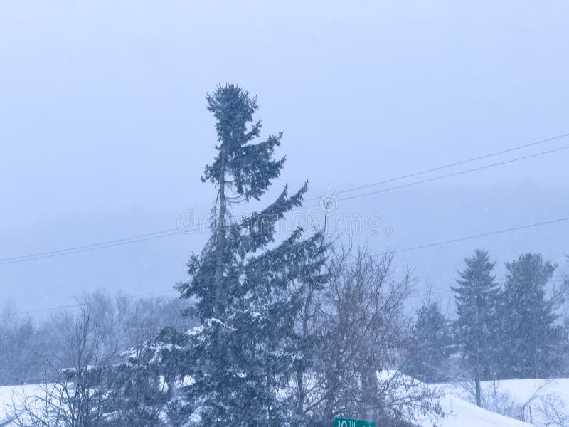 A pine tree in a snowstorm stock image. Image of forest - 365724749
