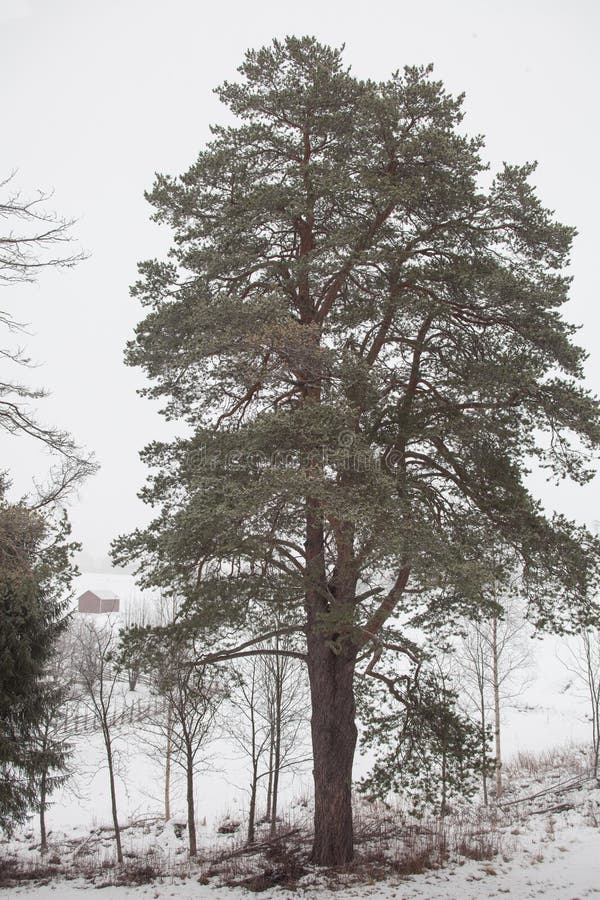 Pine tree on a snowy day stock image. Image of wonderland - 203211921