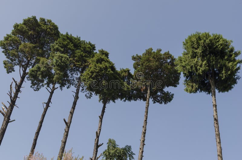 Tall Khasi Pine Trees Stock Photos - Free & Royalty-Free Stock Photos ...