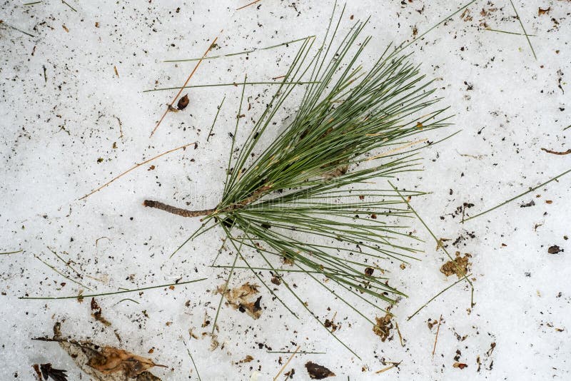 Pine tree spine on snow stock photo. Image of lush, branch - 145101216